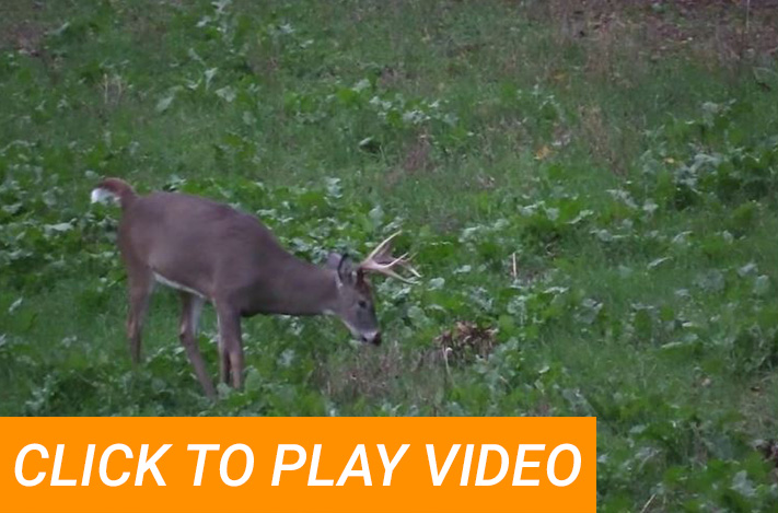 BuckScore® Quiz | BuckScore