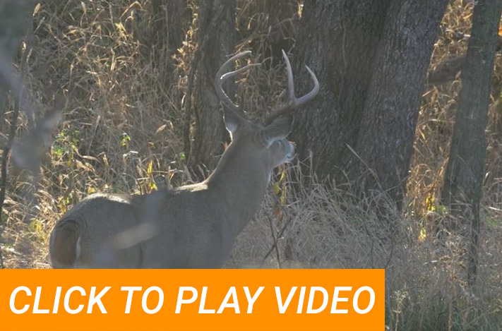 BuckScore® Quiz | BuckScore