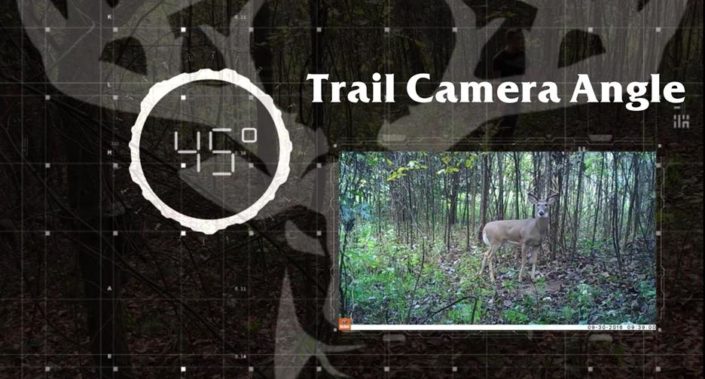 Guidelines for the Perfect Trail Camera Setup | BuckScore