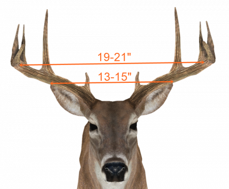 140 inch buck Archives | BuckScore