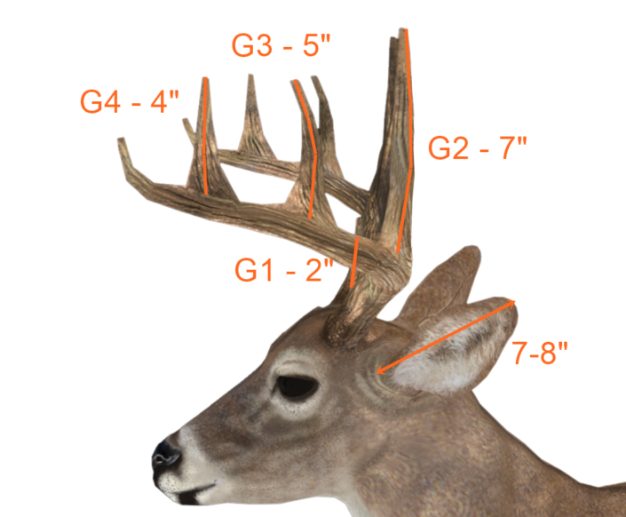 Field Scoring a Deer 101 | BuckScore