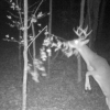 Field Scoring a Deer 101 | BuckScore
