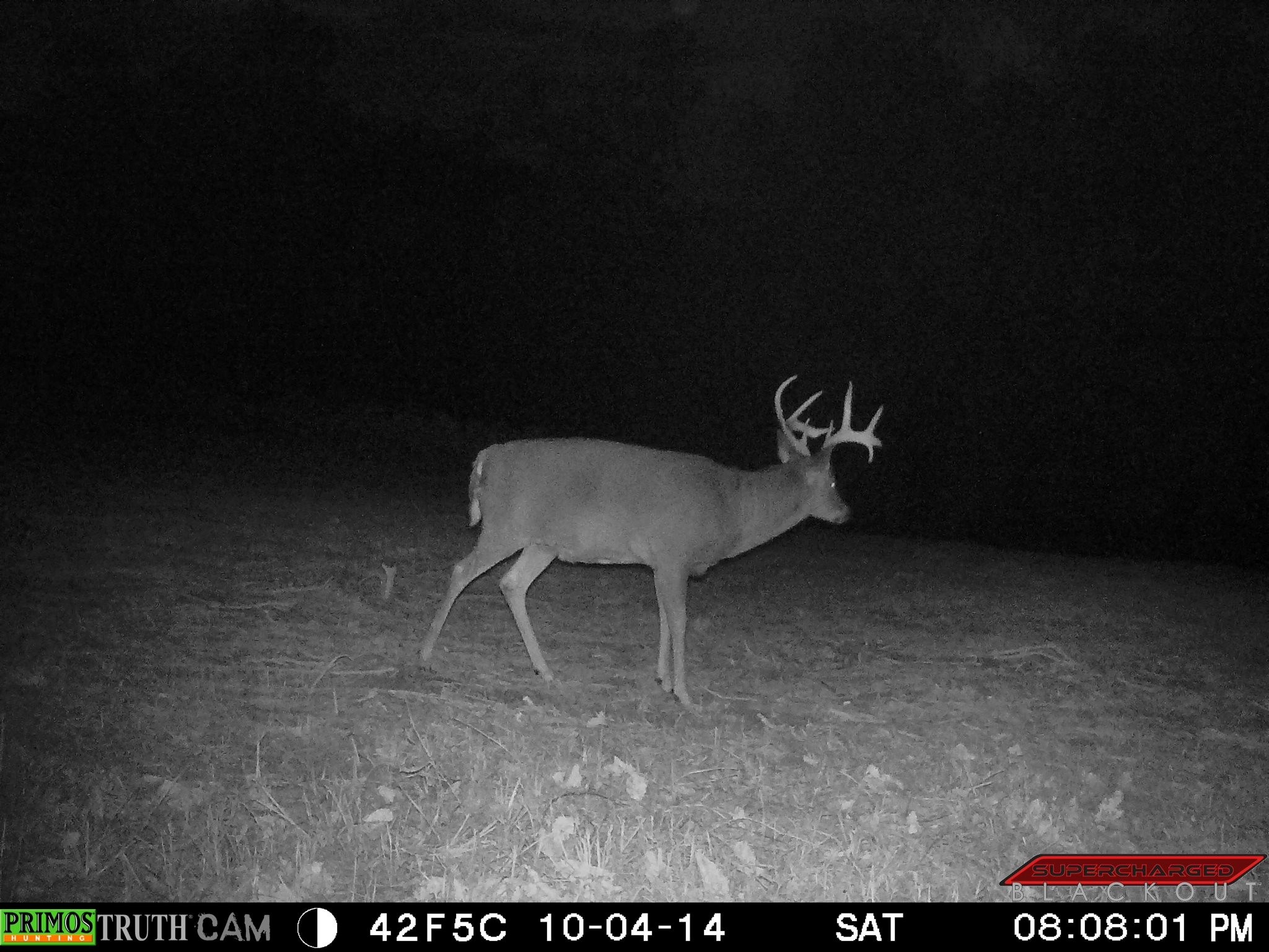 How to Age White-tailed Deer | Three Methods You Can Use This Deer ...