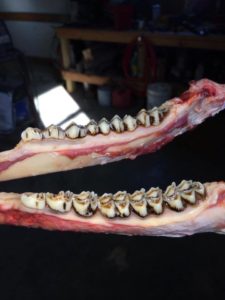 How to Age White-tailed Deer | Three Methods You Can Use This Deer ...