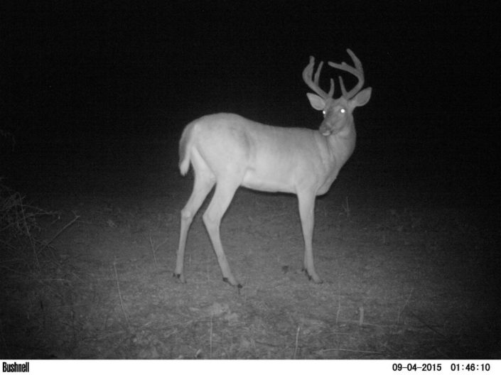 How to Age White-tailed Deer | Three Methods You Can Use This Deer ...