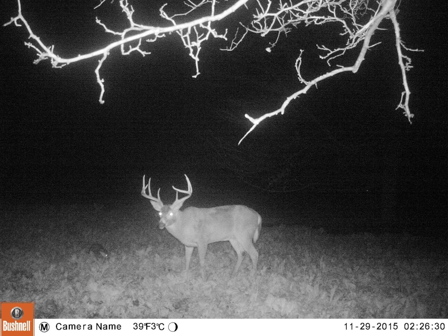 How to Age White-tailed Deer | Three Methods You Can Use This Deer ...