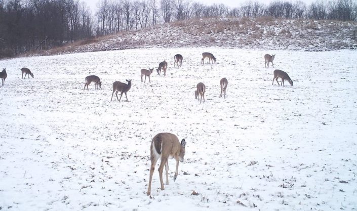Strategies Deer Use to Survive the Winter Months and What You Can Do to ...