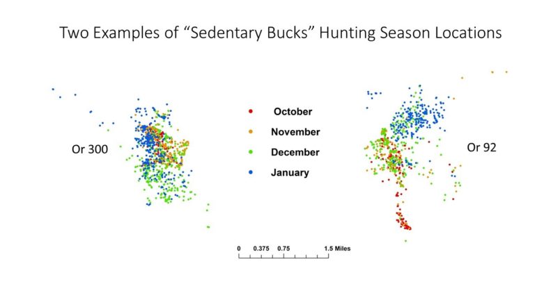 mature buck movement patterns Archives | BuckScore