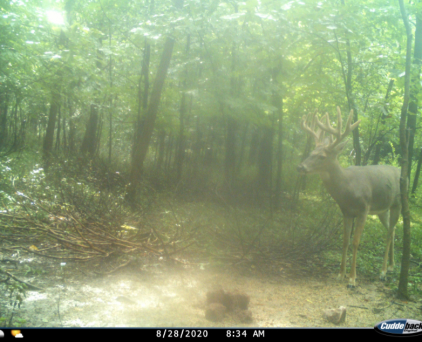 Wisconsin - Contest | BuckScore