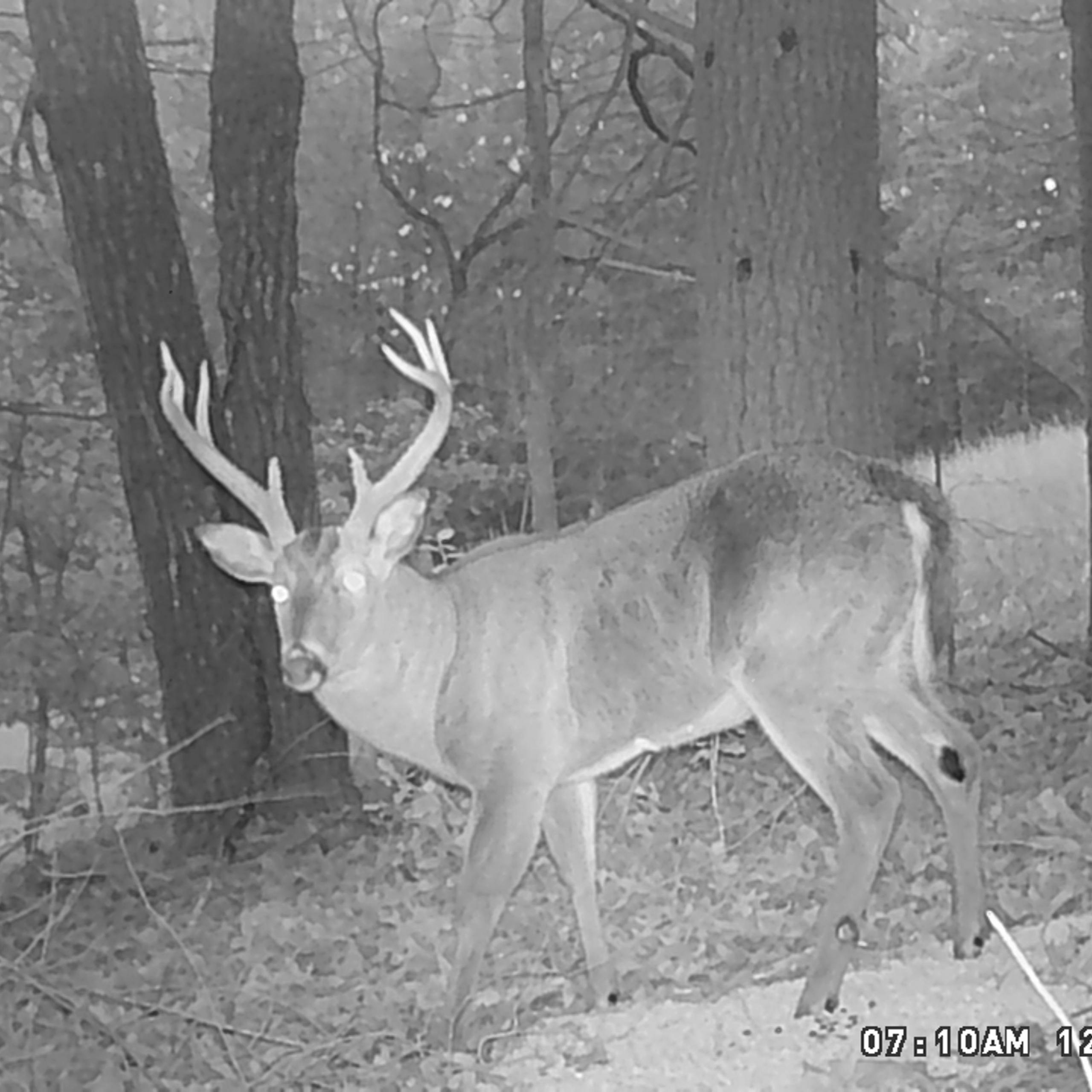 South Carolina - Contest | BuckScore